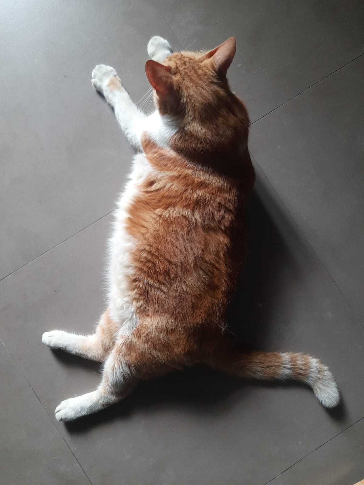 Cek, Ini Caranya Mengetahui Berat Badan Kucing - Home Loving Indonesia