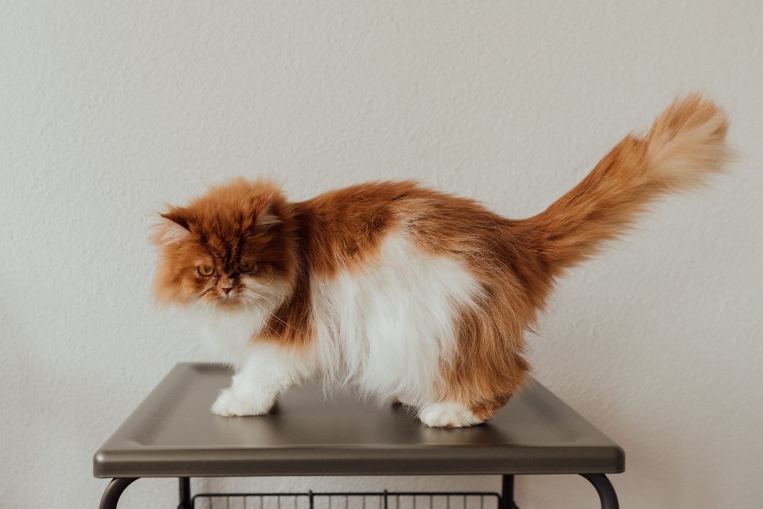 Bagian Tubuh Kucing yang Berfungsi Sebagai Alat Keseimbangan