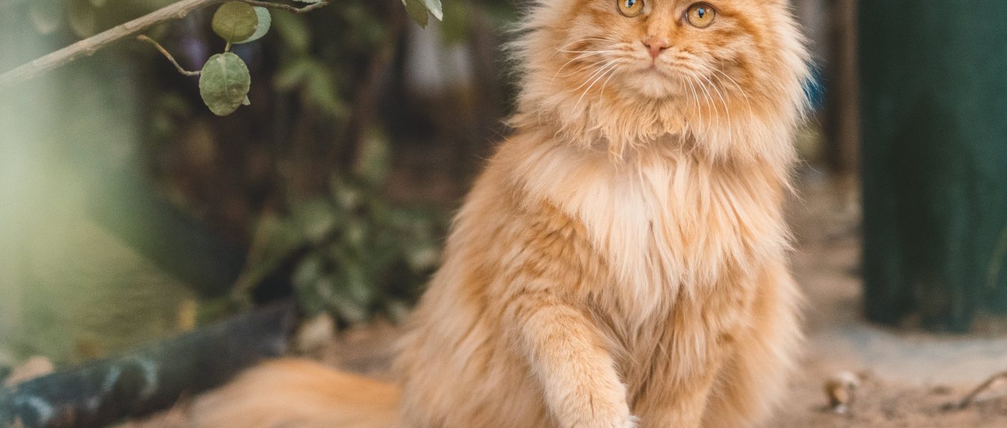 Bagian Tubuh Kucing yang Berfungsi Sebagai Alat Keseimbangan
